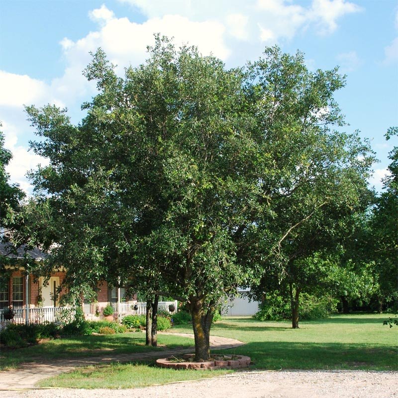 Live Oak Tree - Dallas, Texas - Treeland Nursery Live Oak Tree - Dallas, Texas - Treeland Nursery