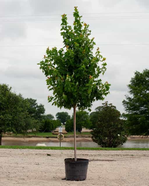 Shantung Maple | Order Online | Treeland Nursery
