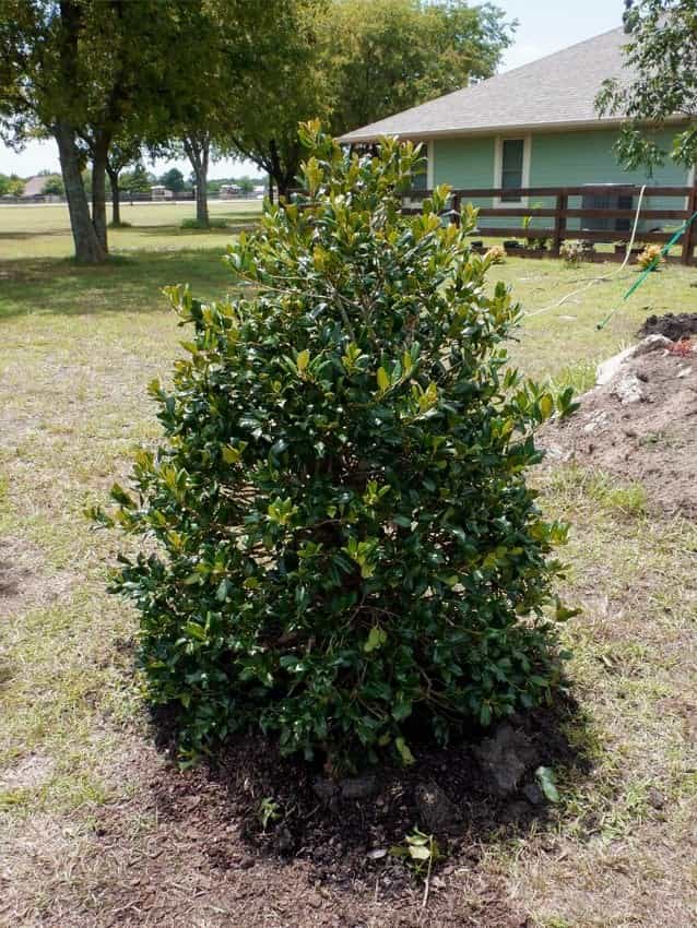 Oakland Holly | Order Online | Treeland Nursery