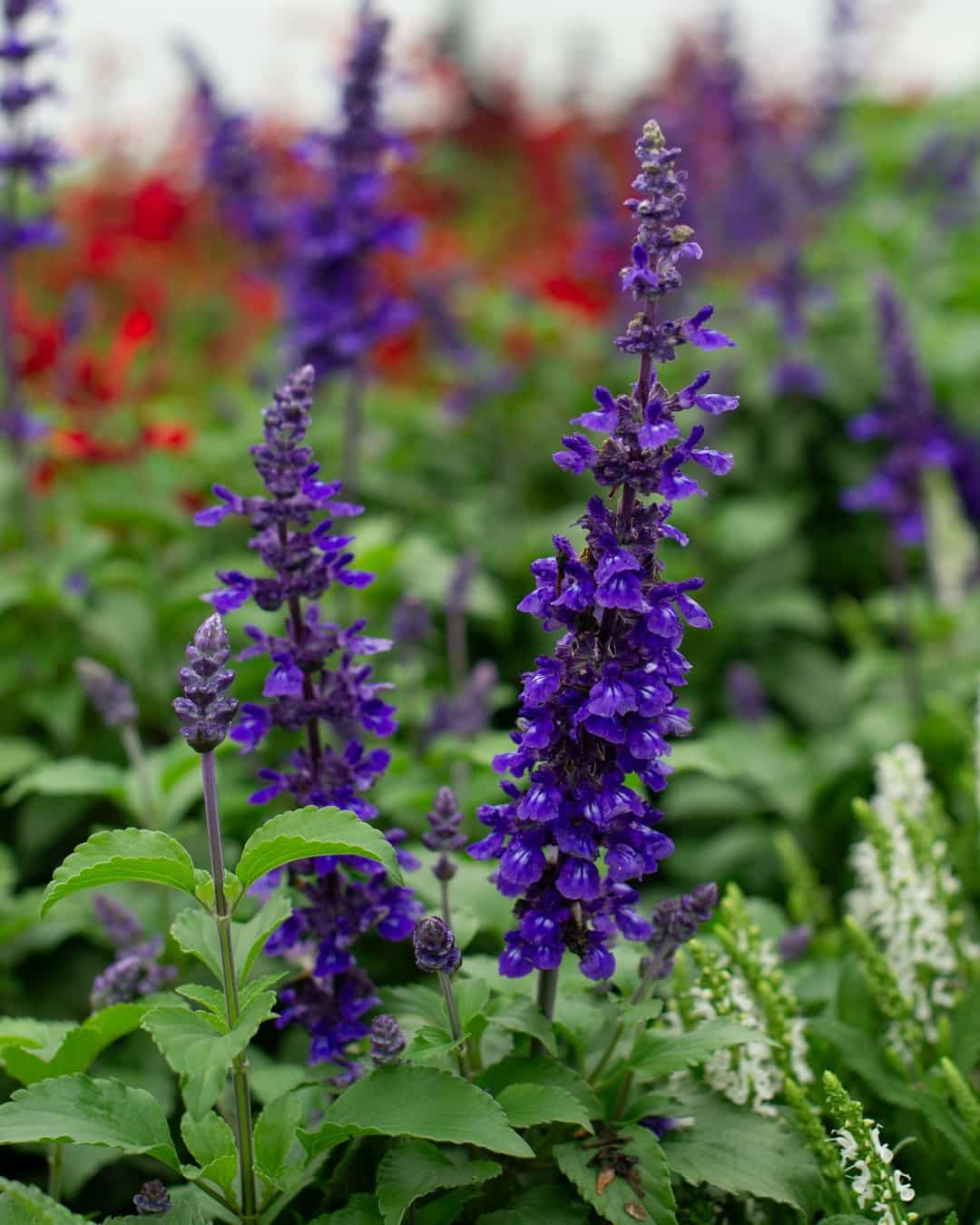 Henry Duelberg Salvia | Order Online | Treeland Nursery