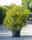 Dwarf Wax Myrtle | Order Online | Treeland Nursery