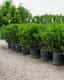 Dwarf Burford Holly | Order Online | Treeland Nursery