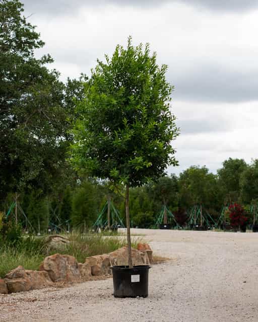 Burford Holly | Order Online | Treeland Nursery