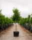 Savannah Holly Tree Form | Order Online | Treeland Nursery