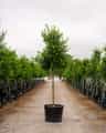 Savannah Holly Tree Form | Order Online | Treeland Nursery