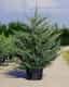 Eastern Red Cedar ‘Burkii’ | Order Online | Treeland Nursery