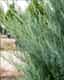 Eastern Red Cedar ‘Burkii’ | Order Online | Treeland Nursery