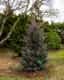 Eastern Red Cedar ‘Burkii’ | Order Online | Treeland Nursery