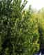 Emerald Colonnade Holly | Order Online | Treeland Nursery