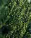 Emerald Colonnade Holly | Order Online | Treeland Nursery