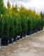 Emerald Colonnade Holly | Order Online | Treeland Nursery