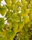 Presidential Gold Ginkgo | Order Online | Treeland Nursery