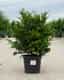 Linebacker Distylium | Order Online | Treeland Nursery