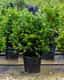 Linebacker Distylium | Order Online | Treeland Nursery