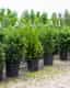 Linebacker Distylium | Order Online | Treeland Nursery