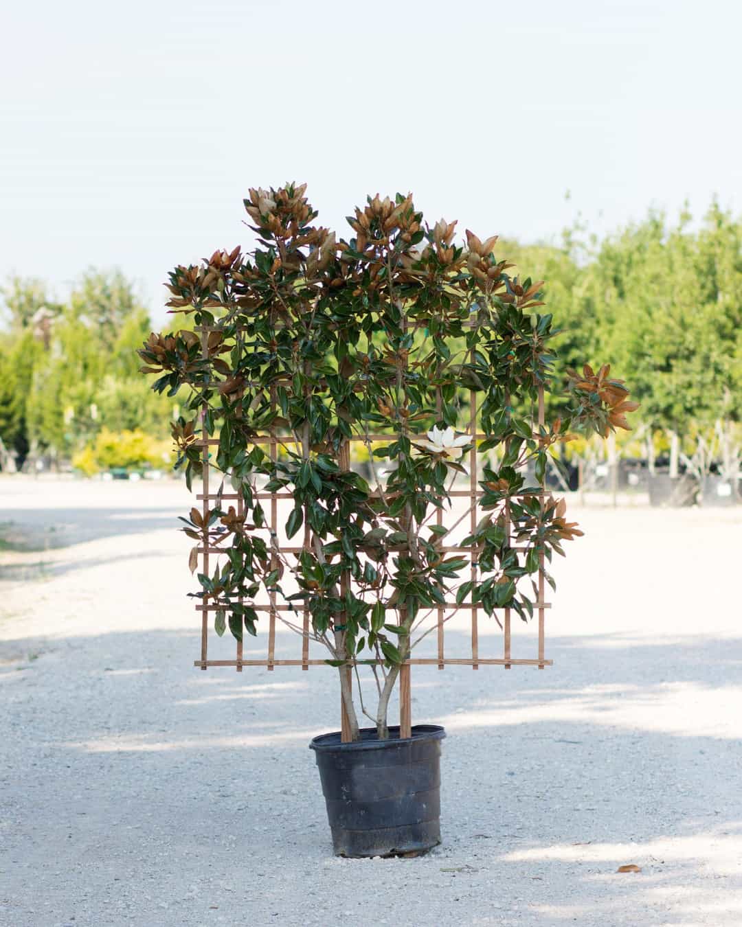 Little Gem Magnolia | Order Online | Treeland Nursery