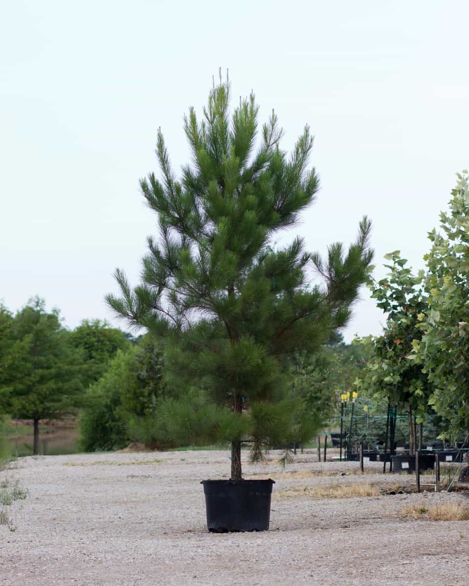 Live Oak Tree for Sale | Evergreen Shade Tree | Treeland Nursery