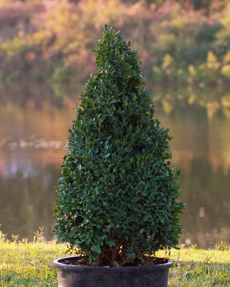 Green Mountain Boxwood Cone | Order Online | Treeland Nursery