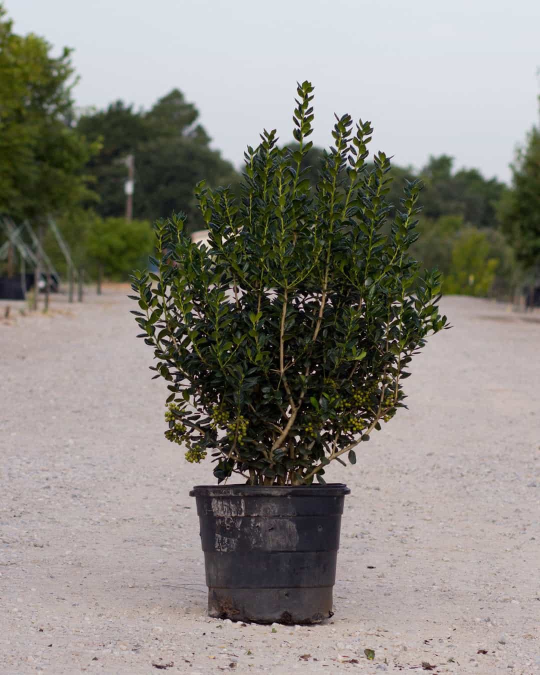 Linebacker Distylium | Order Online | Treeland Nursery