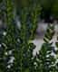 Burford Holly | Order Online | Treeland Nursery
