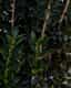Burford Holly | Order Online | Treeland Nursery