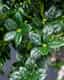 Burford Holly | Order Online | Treeland Nursery