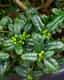 Burford Holly | Order Online | Treeland Nursery