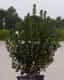 Burford Holly | Order Online | Treeland Nursery