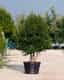 Burford Holly | Order Online | Treeland Nursery