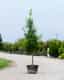 Savannah Holly Tree Form | Order Online | Treeland Nursery