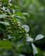 Savannah Holly Tree Form | Order Online | Treeland Nursery
