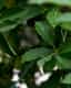 Savannah Holly Tree Form | Order Online | Treeland Nursery