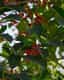 Savannah Holly Tree Form | Order Online | Treeland Nursery