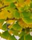Presidential Gold Ginkgo | Order Online | Treeland Nursery
