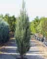 Linebacker Distylium | Order Online | Treeland Nursery