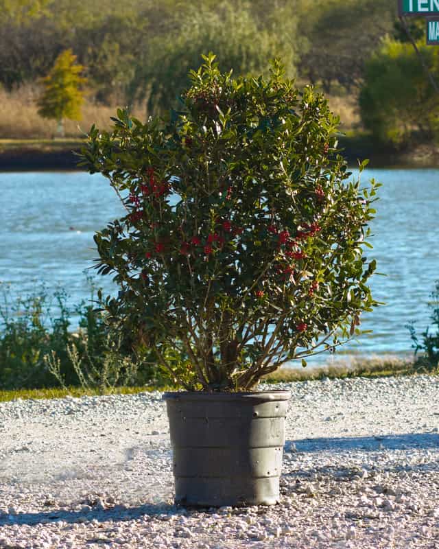 Oakland Holly | Order Online | Treeland Nursery
