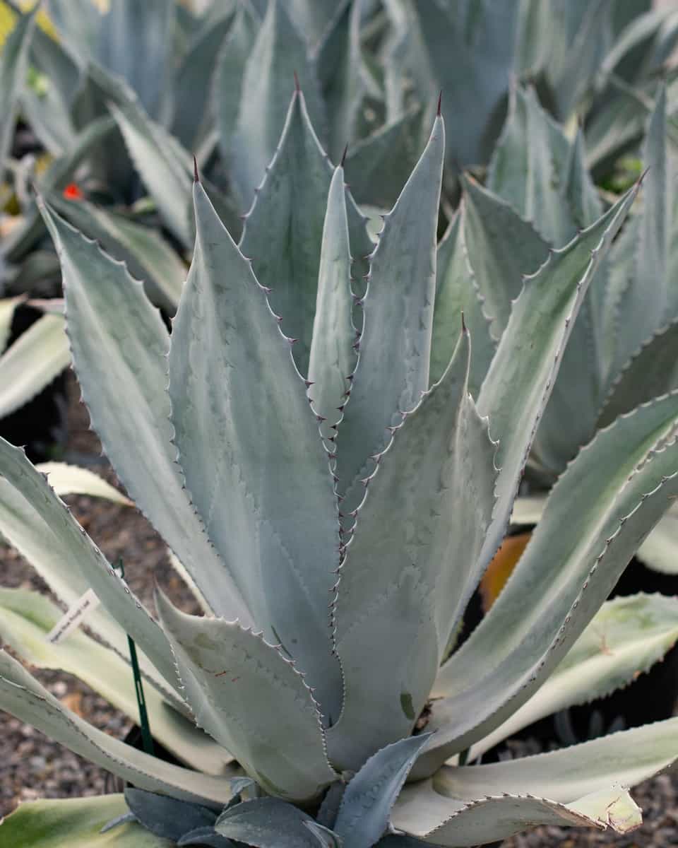 Whale’s Tongue Agave | Order Online | Treeland Nursery