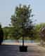 Live Oak Tree for Sale | Evergreen Shade Tree | Treeland | Treeland Nursery