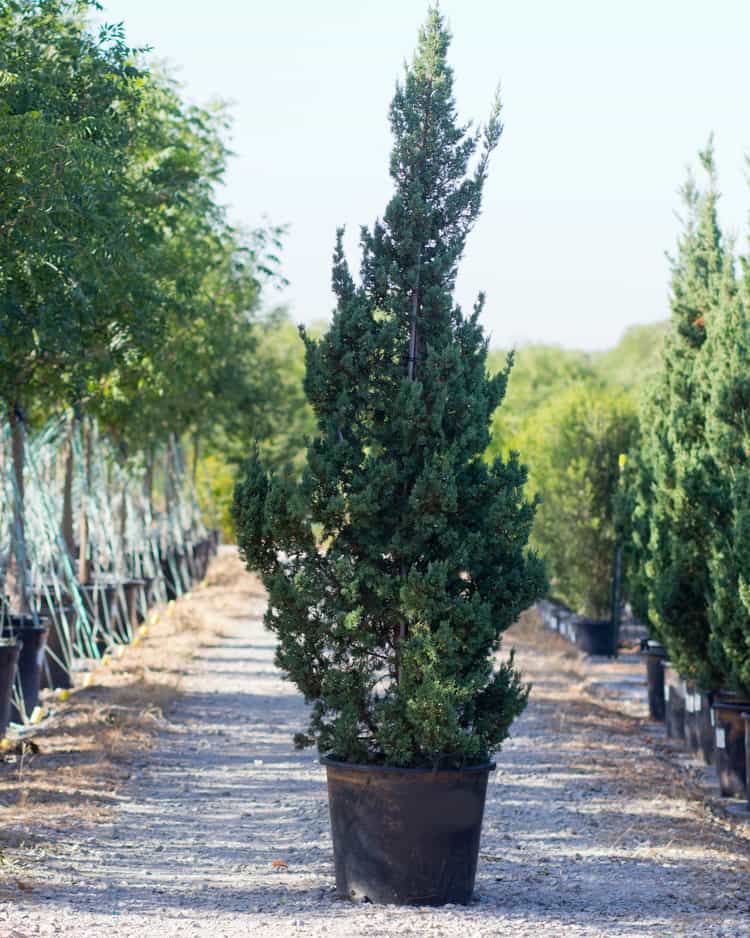 Spartan Juniper | Order Online | Treeland Nursery