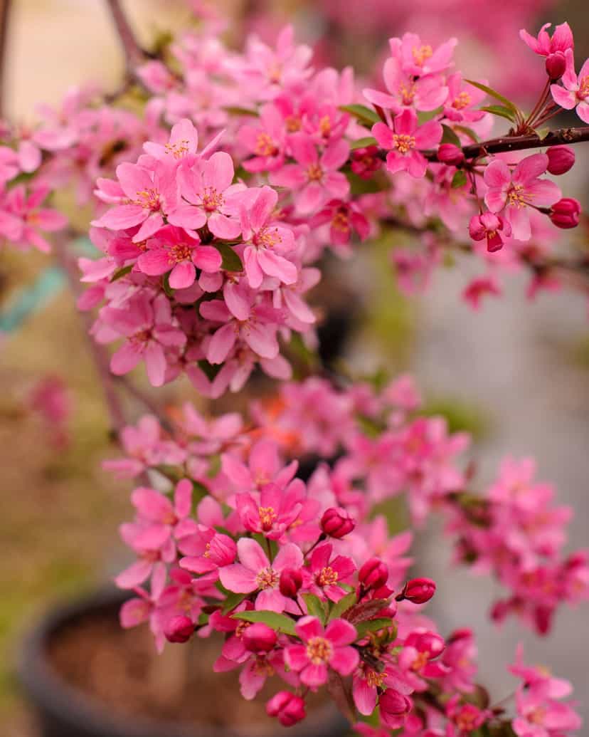Spring Snow Crabapple | Order Online | Treeland Nursery