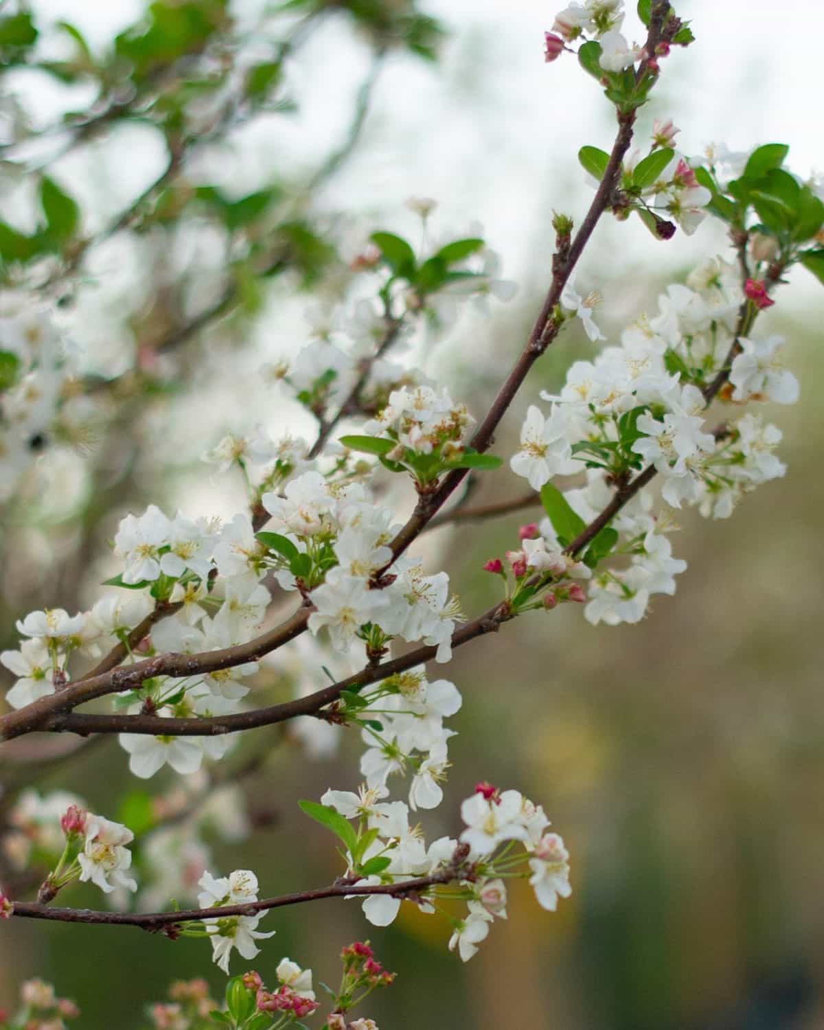 Lollipop Crabapple | Order Online | Treeland Nursery