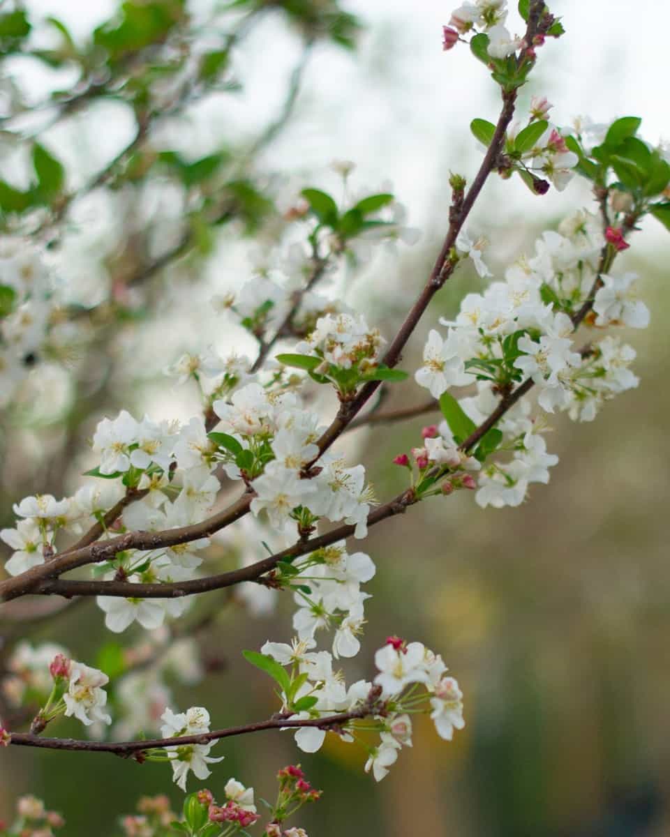 Lollipop Crabapple | Order Online | Treeland Nursery