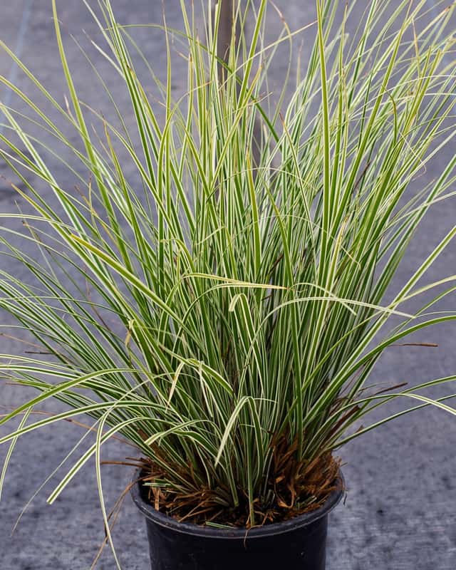 Everest EverColor Carex for Sale | Order Online | Treeland Nursery