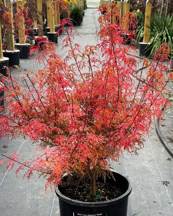 Baby Lace Japanese Maple Weeping | Order Online | Treeland Nursery