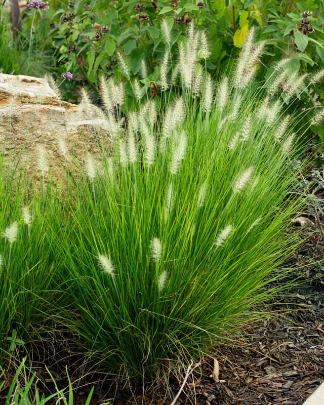 Dwarf Little Bunny Fountain Grass | Order Online | Treeland Nursery
