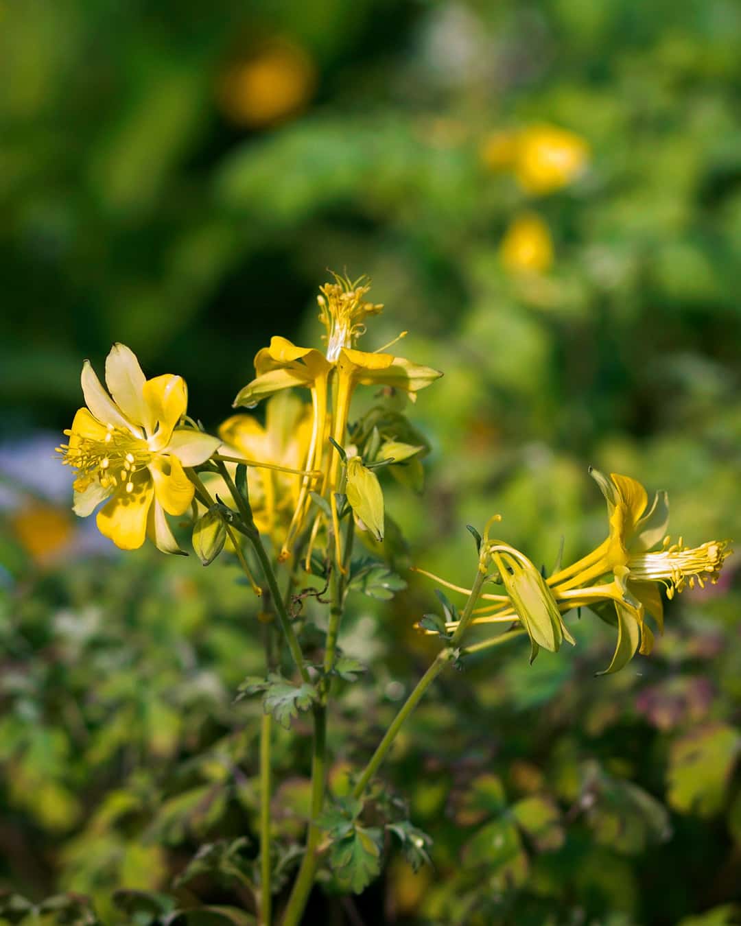 Texas Gold Columbine | Order Online | Treeland Nursery