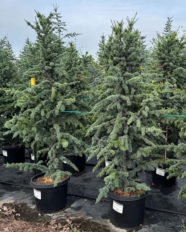 Blue Atlas Cedar ‘Fastigiata’ | Order Online | Treeland Nursery