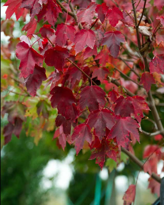 Brandywine Maple Order Online Treeland Nursery