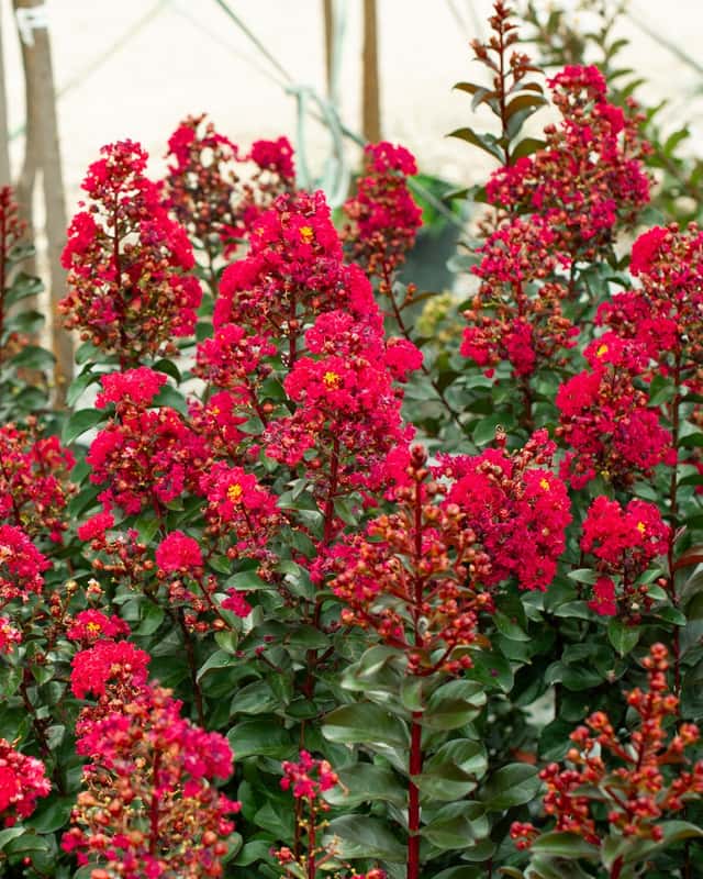 Cherry Mocha Crape Myrtle | Order Online | Treeland Nursery