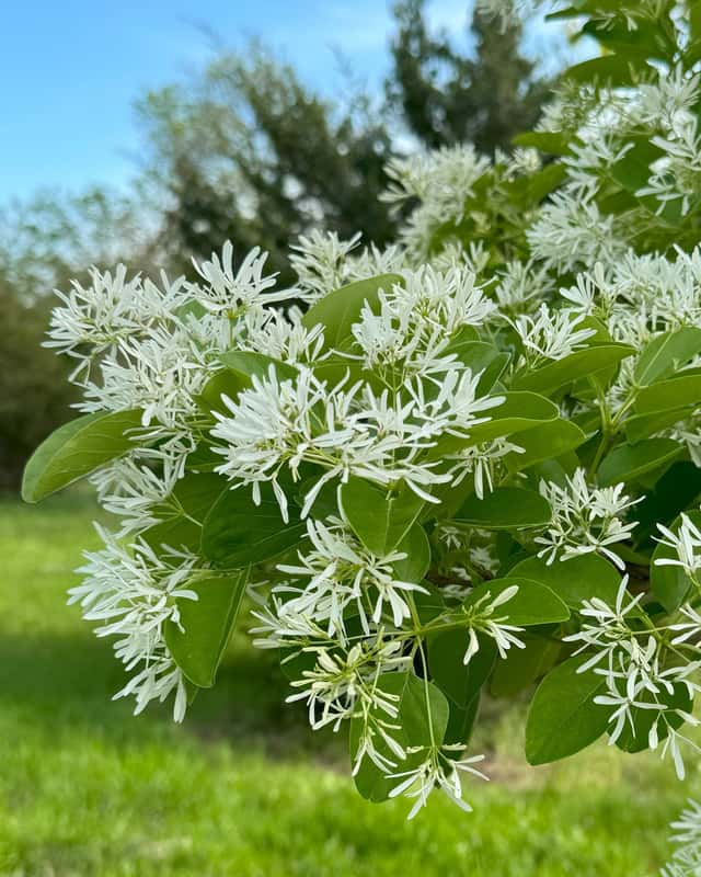Chinese Fringe Tree | Order Online | Treeland Nursery